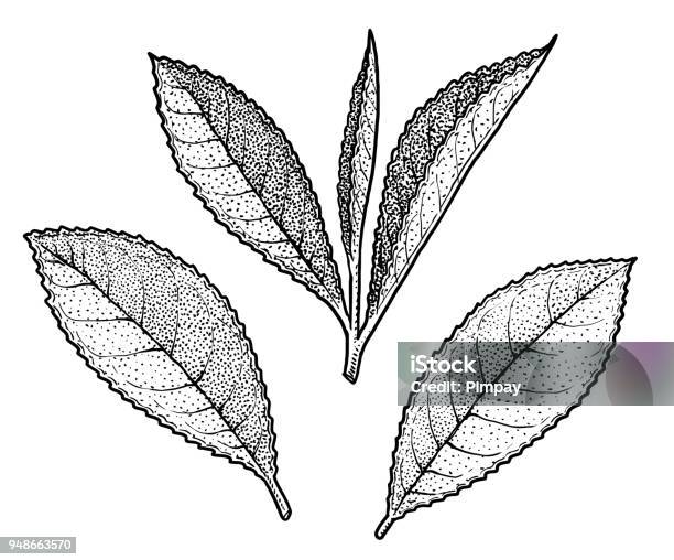 Ilustrasi Daun Teh Gambar Ukiran Tinta Seni Garis Vektor Ilustrasi Stok