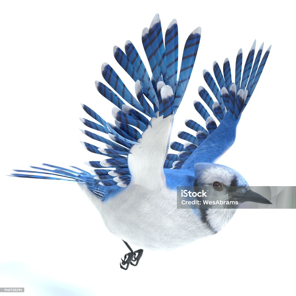 Blue Jay Bird Flying