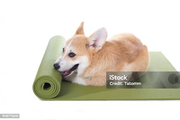 Corgi 강아지 요가 매트 운동 흰색 배경에 고립에 대 한 집중에 가냘픈에 대한 스톡 사진 및 기타 이미지 가냘픈 개