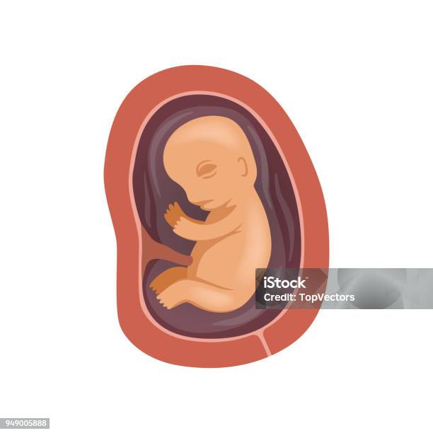 Ilustración de Feto Humano Dentro Del Útero 4 Meses Etapa De Vector De ... Ilustración de Feto Humano Dentro Del Útero 4 Meses Etapa De Vector De ...