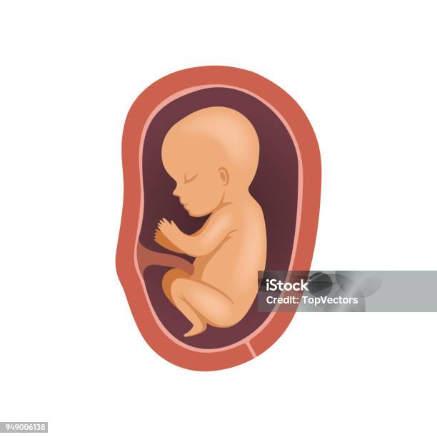 Janin Manusia Di Dalam Rahim 7 Bulan Tahap Perkembangan Embrio Vektor ... Janin Manusia Di Dalam Rahim 7 Bulan Tahap Perkembangan Embrio Vektor ...