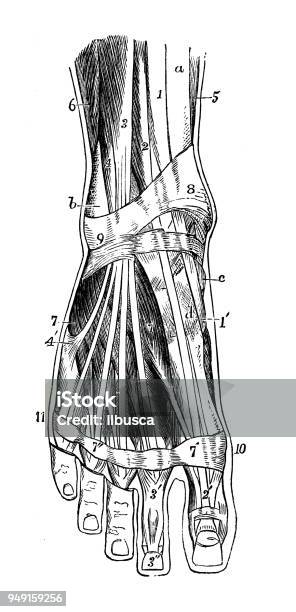 Antieke Illustratie Van De Anatomie Van Het Menselijk Lichaam Voet Van