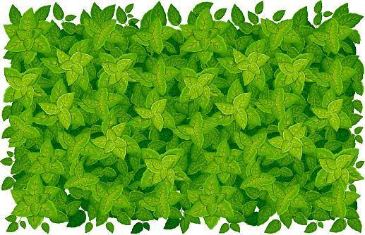 Jet Horizontal De Feuilles Vertes Différentes Formes De Feuilles
