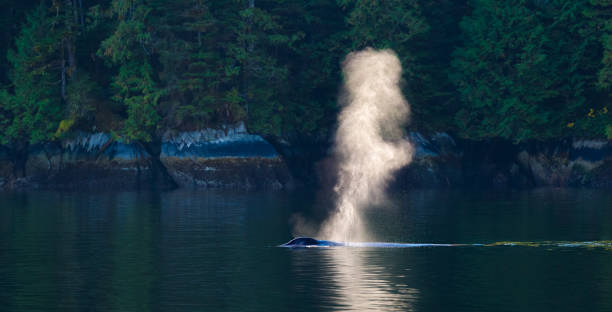 Free Stock Photo of A Whale Spouting Water Out of the Ocean | Download ...