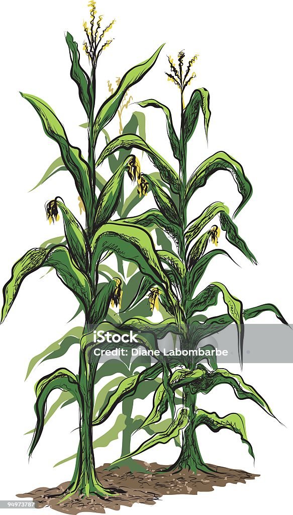 Corn Stalks With Tassels And Illustration Isolated On White Background Stock Illustration