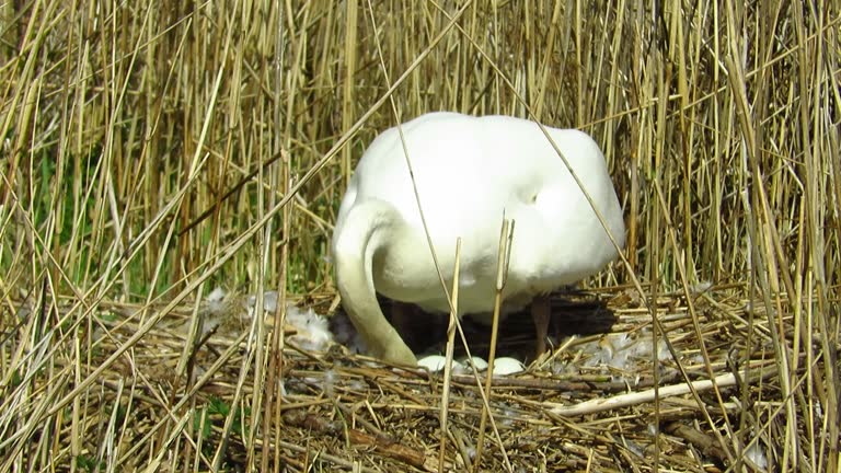 Free Sewan Grass Videos Download