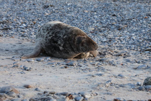 Gray Seal Predator - Free photo on Pixabay