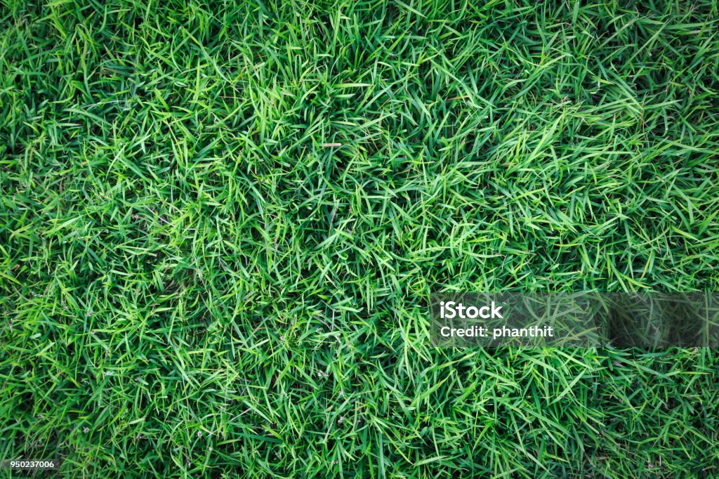 Grass Texture Or Grass Background For Golf Course Soccer Field Or Sports Background Concept