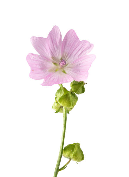 Musk Mallow Flower Nature - Free photo on Pixabay