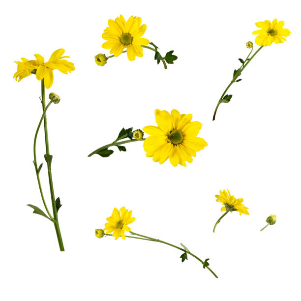 1000+ Small Flowers Pictures | Download Free Images on Unsplash