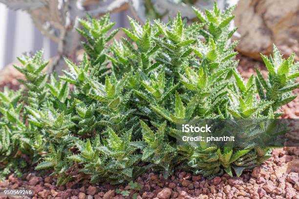 Succulents 또는 모래 돌 자갈 배경 가진 사막 식물원에는 선인장 Succulents 또는 장식 및 농업 개념 디자인에