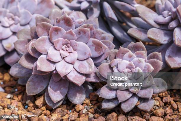 Succulents 또는 모래 돌 자갈 배경 가진 사막 식물원에는 선인장 Succulents 또는 장식 및 농업 개념 디자인에