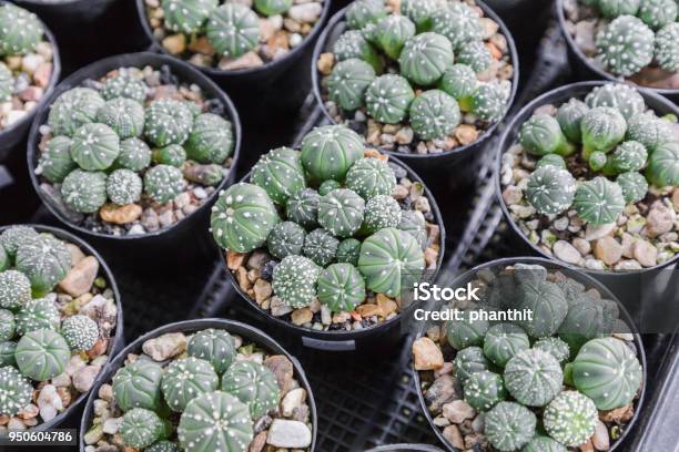 Succulents 또는 모래 돌 자갈 배경 가진 사막 식물원에는 선인장 Succulents 또는 장식 및 농업 개념 디자인에