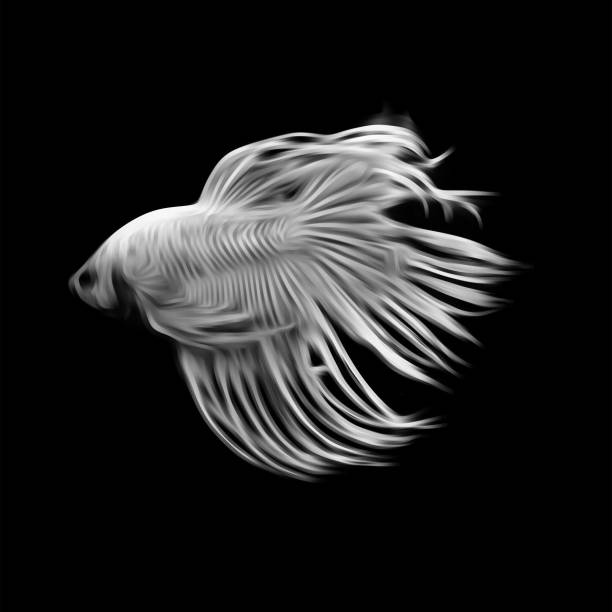 20,000+ Free Betta Fish Xray & Fish Images - Pixabay
