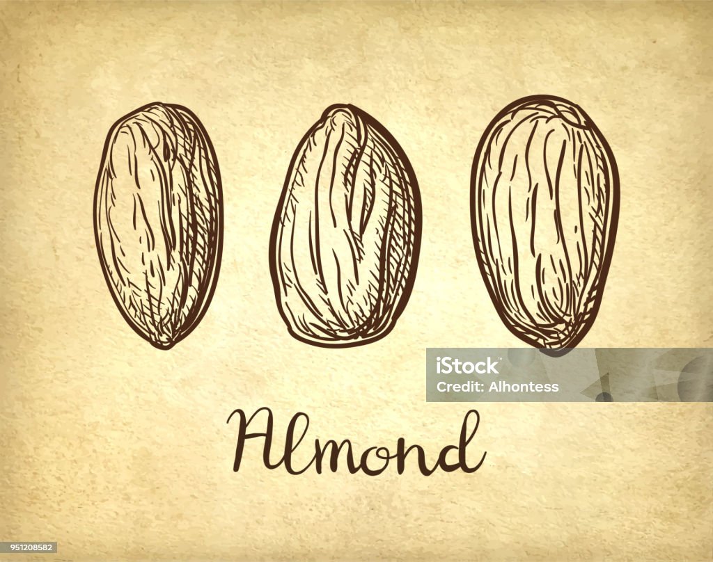 Ink Sketch Of Almond Stock Illustration Download Image Now Almond