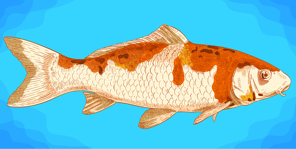 Koi 물고기의 그림 조각 비단잉어에 대한 스톡 벡터 아트 및 기타 이미지 비단잉어 일러스트레이션 0명 Istock