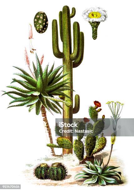 Saguaro 선인장에 대한 스톡 벡터 아트 및 기타 이미지 선인장 수채화 고풍스런 Istock