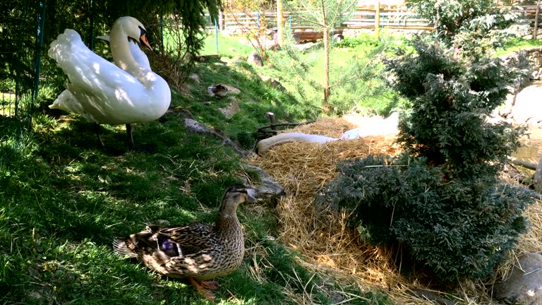 Free Sewan Grass Videos Download