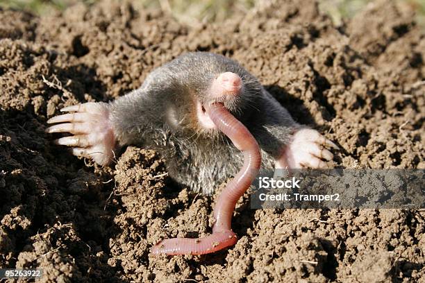 시장하십니까 몰은 두더지에 대한 스톡 사진 및 기타 이미지 두더지 벌레 지렁이 Istock
