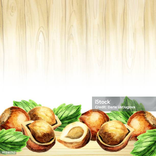 Hazellnut 배경입니다 손그린 수채화 서식 파일 0명에 대한 스톡 벡터 아트 및 기타 이미지 0명 갈색 개암나무