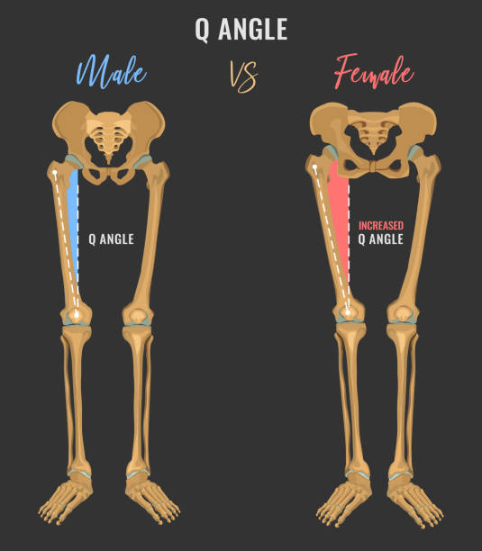150 Drawing Of The Humerus Bone Anatomy Stock Illustrations Royalty