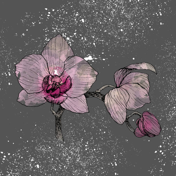 120 Clip Art Of A How To Draw A Orchid Illustrations Royalty Free