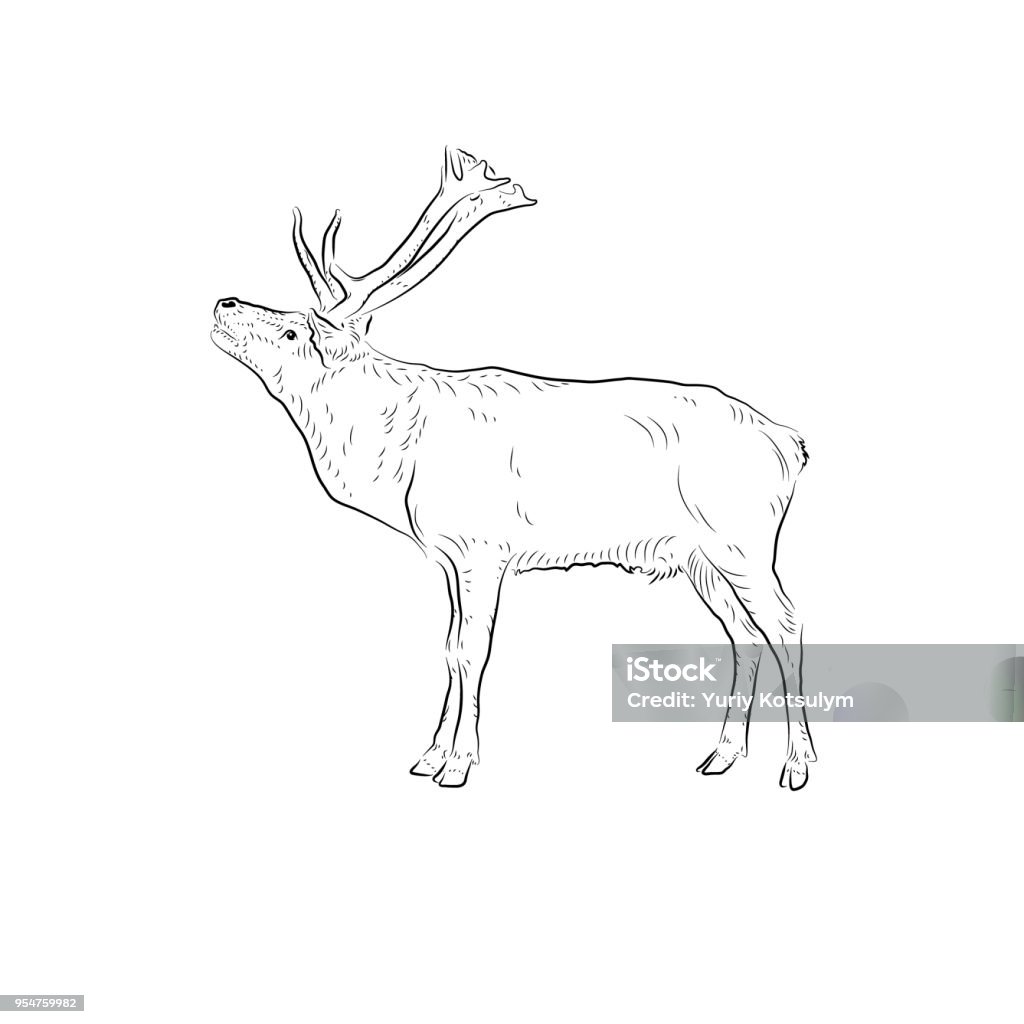 Sketsa Rusa Menggeram Ilustrasi Stok Unduh Gambar Sekarang Anggota
