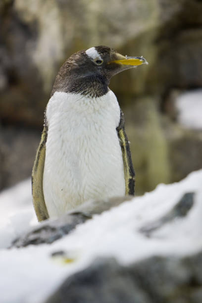 Pinguino Pictures | Download Free Images on Unsplash