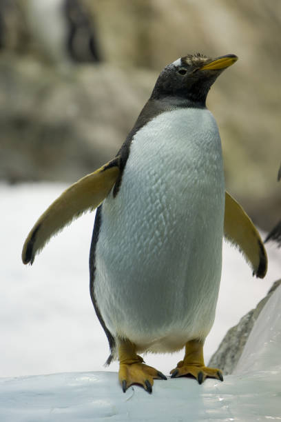 Pinguino Pictures | Download Free Images on Unsplash