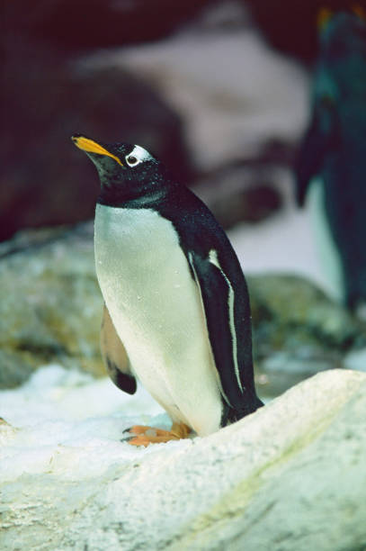 Pinguino Pictures | Download Free Images on Unsplash