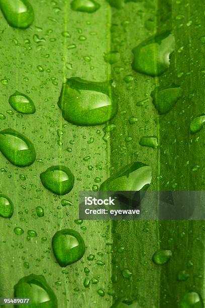 저수시설 낙하 On 잎 배경기술 0명에 대한 스톡 사진 및 기타 이미지 0명 녹색 물 Istock