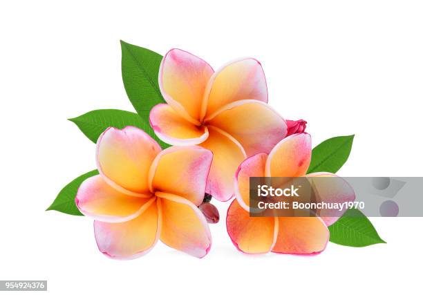 Frangipani 열 대 꽃 Plumeria Lanthom 리라와 디 꽃 녹색 잎 고립 된 흰색 배경 프랑지파니에 대한 스톡