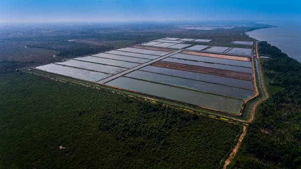 Shrimp Farm Pictures | Download Free Images on Unsplash
