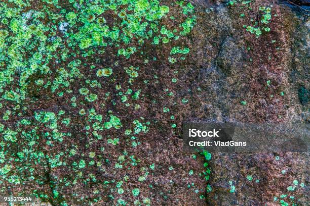 Dinding Dengan Lumut Foto Stok Unduh Gambar Sekarang Dibungkus