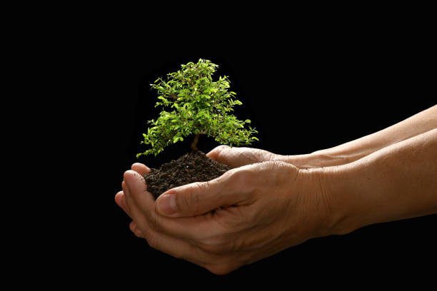 Free Stock Photo of Tree Silhouette on Hand - Growth Concept - Dark ...