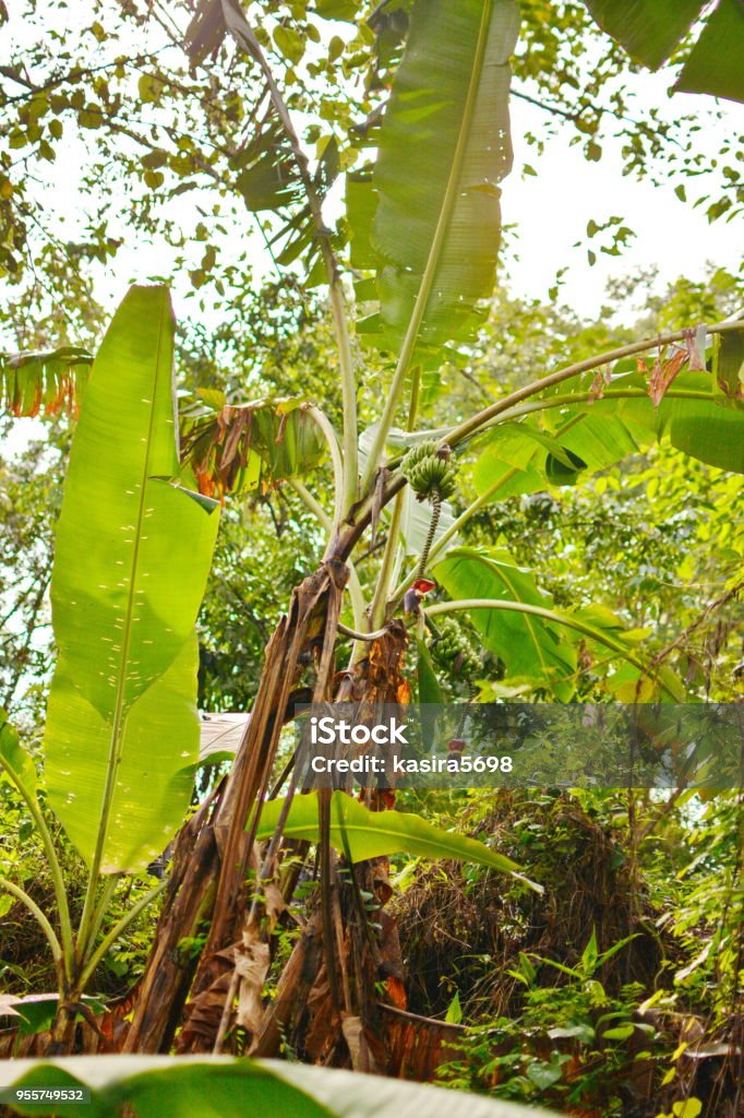 Pohon Pisang Dengan Sekelompok Pisang Hijau Tumbuh Latar Belakang Hutan Hujan Foto Stok Unduh