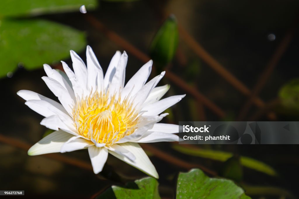 Bunga Teratai Atau Bunga Lily Air Mekar Dengan Latar Belakang Daun