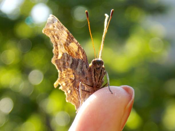 Butterfly C Falter Edelfalter - Free photo on Pixabay
