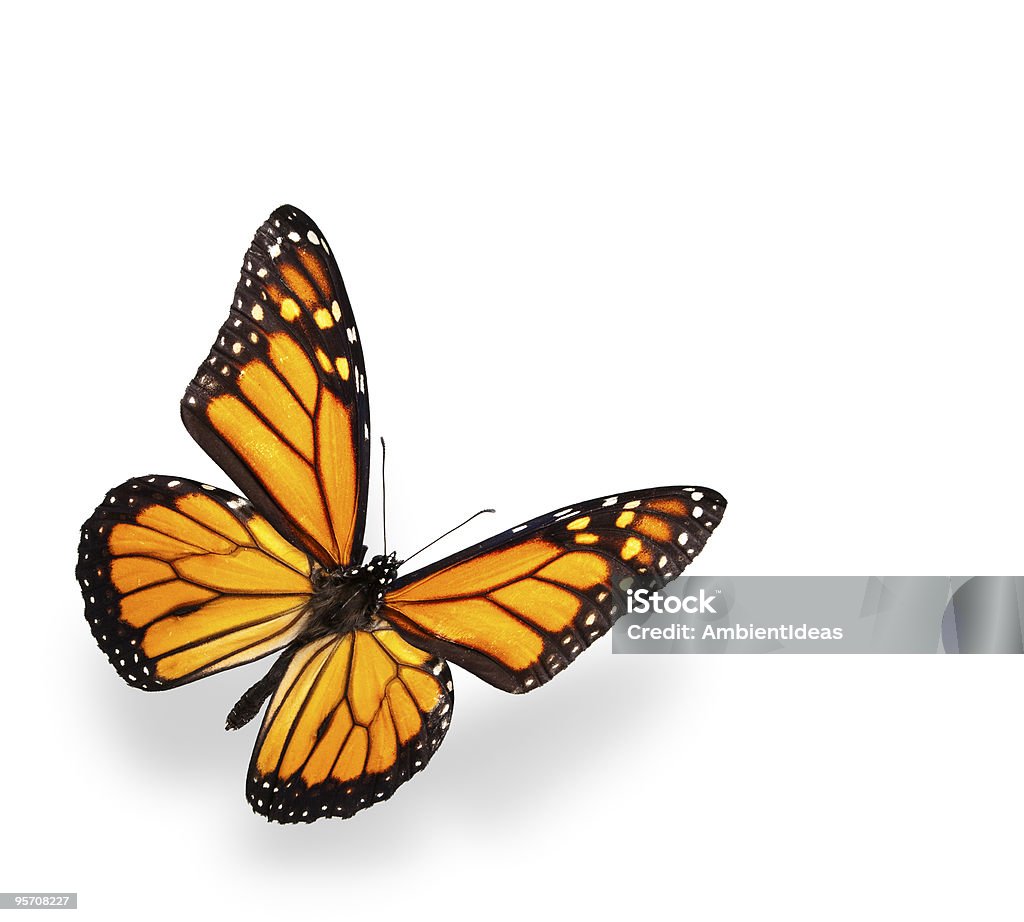 Monarch Butterfly Na Białym Tle Z Miękkich Cieni Zdjęcia Stockowe I Więcej Obrazów Motyl
