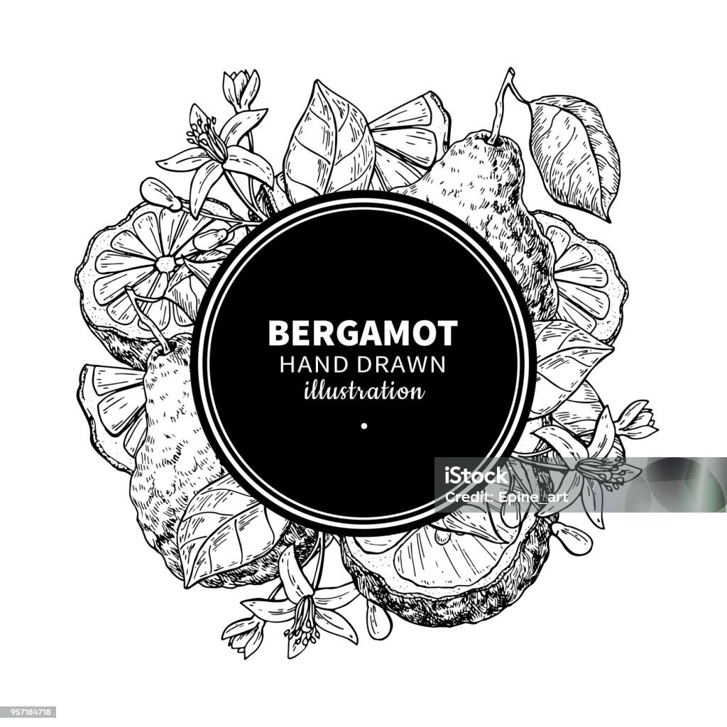 Bergamot 벡터 그리기 프레임입니다 Cit의 절연된 빈티지 템플릿 일러스트레이션에 대한 스톡 벡터 아트 및 기타 이미지