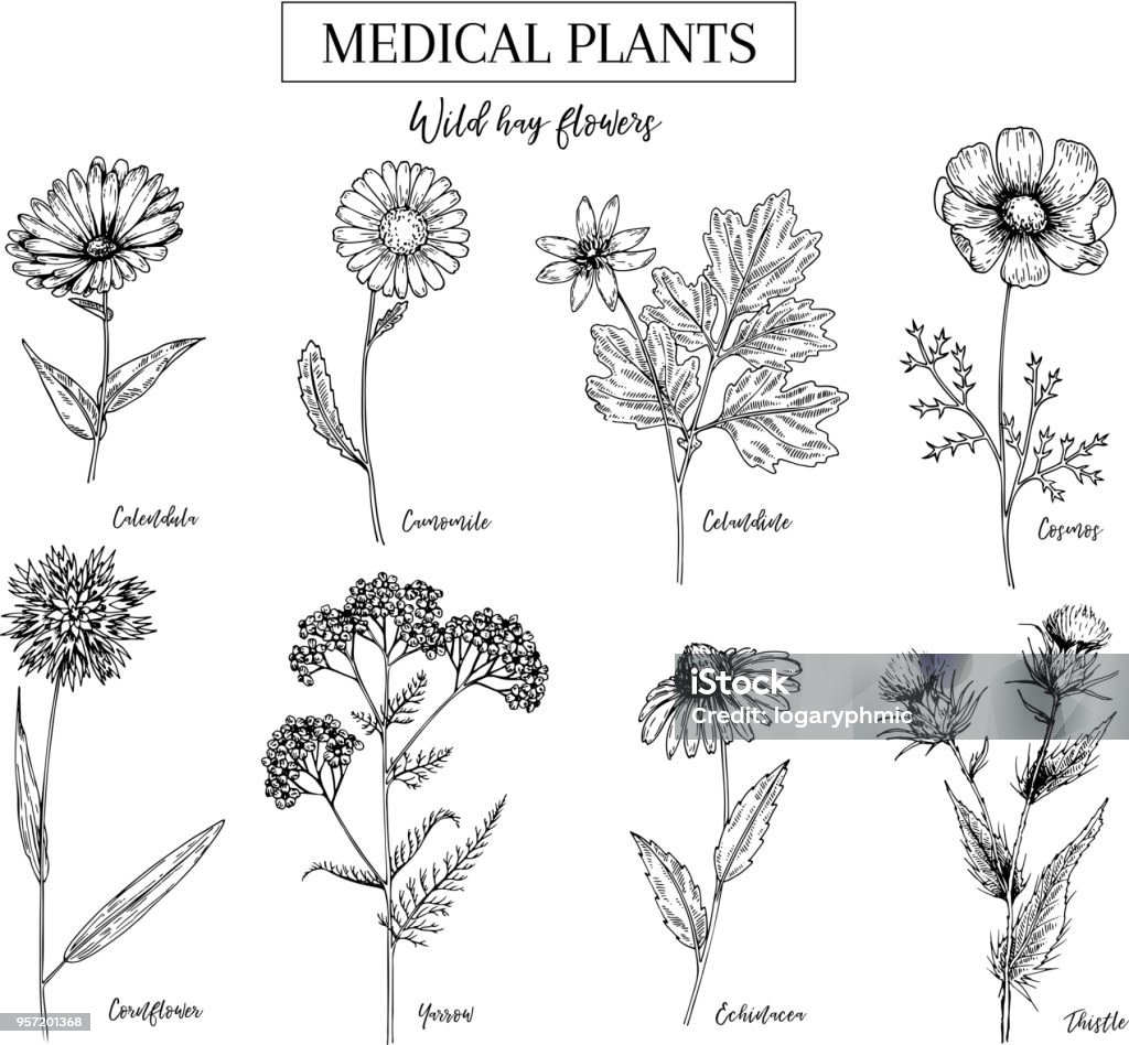 Tangan Ditarik Bunga Jerami Liar Herbal Medis Dan Tanaman Calendula
