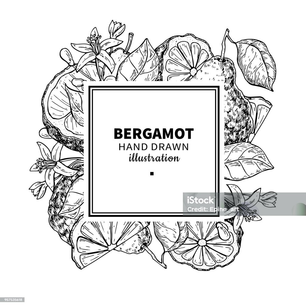 Bergamot 벡터 그리기 프레임입니다 Cit의 절연된 빈티지 템플릿 베르가못에 대한 스톡 벡터 아트 및 기타 이미지