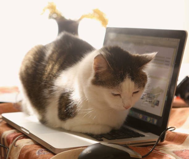 Cat Laptop Pictures | Download Free Images on Unsplash