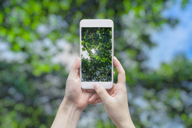 Free Stock Photo of Taking pictures of trees with phone | Download Free ...