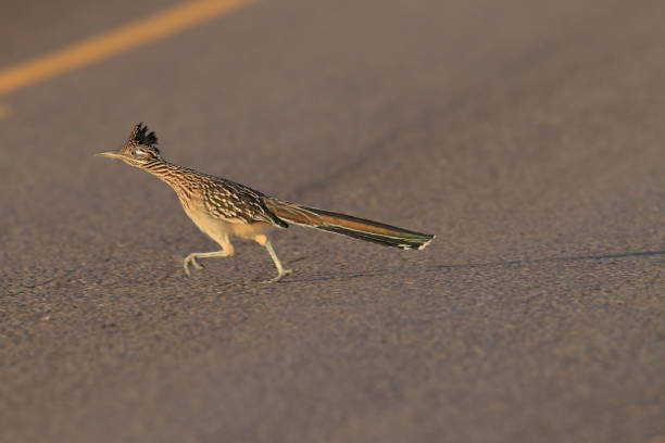 Imagen gratis: correcaminos, pájaro, geococcyx