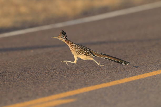 Imagen gratis: correcaminos, pájaro, geococcyx