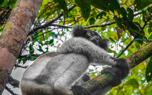 Indri 큰 짧은 꼬리 원숭이 나무에서 나무와 거의 수직 위치에서 점프 지상 Andasibe 국립 공원 동부 마다가스카르에