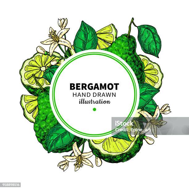 Bergamot 벡터 그리기 프레임입니다 감귤 류 과일의 고립 된 서식 파일 0명에 대한 스톡 벡터 아트 및 기타 이미지 0