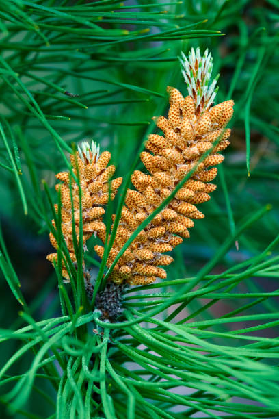 Free Stock Photo of Pinus halepensis | Download Free Images and Free ...