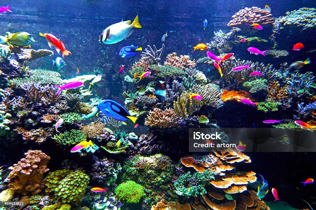 Berbagai Macam Jenis Ikan Di Dalam Lingkungan Terumbu Karang Laut Foto ... Berbagai Macam Jenis Ikan Di Dalam Lingkungan Terumbu Karang Laut Foto ...
